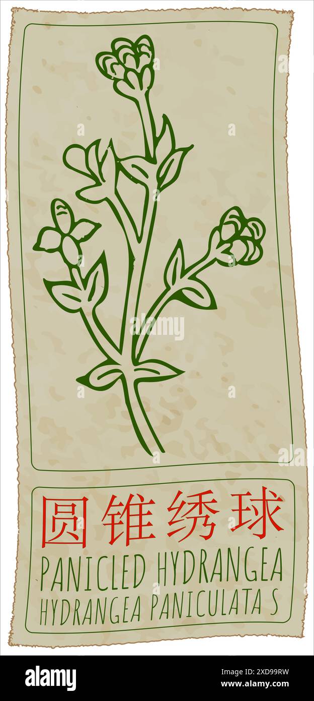 Vector drawing PANICLED HYDRANGEA in Chinese. Hand drawn illustration ...