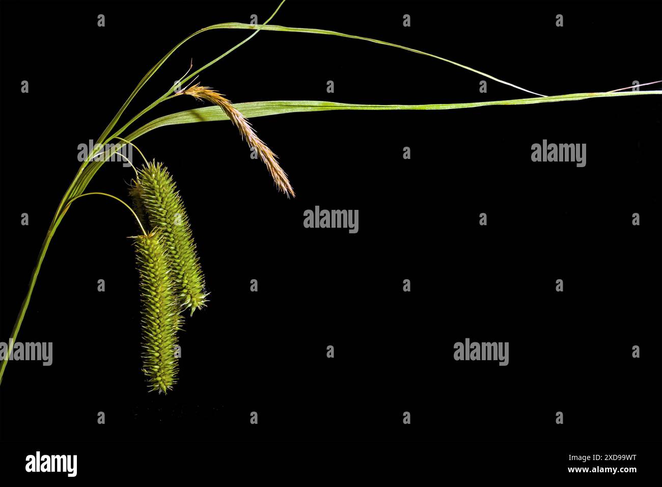 Flowering pendulous sedge (Carex pendula) inflorescence with male and ...