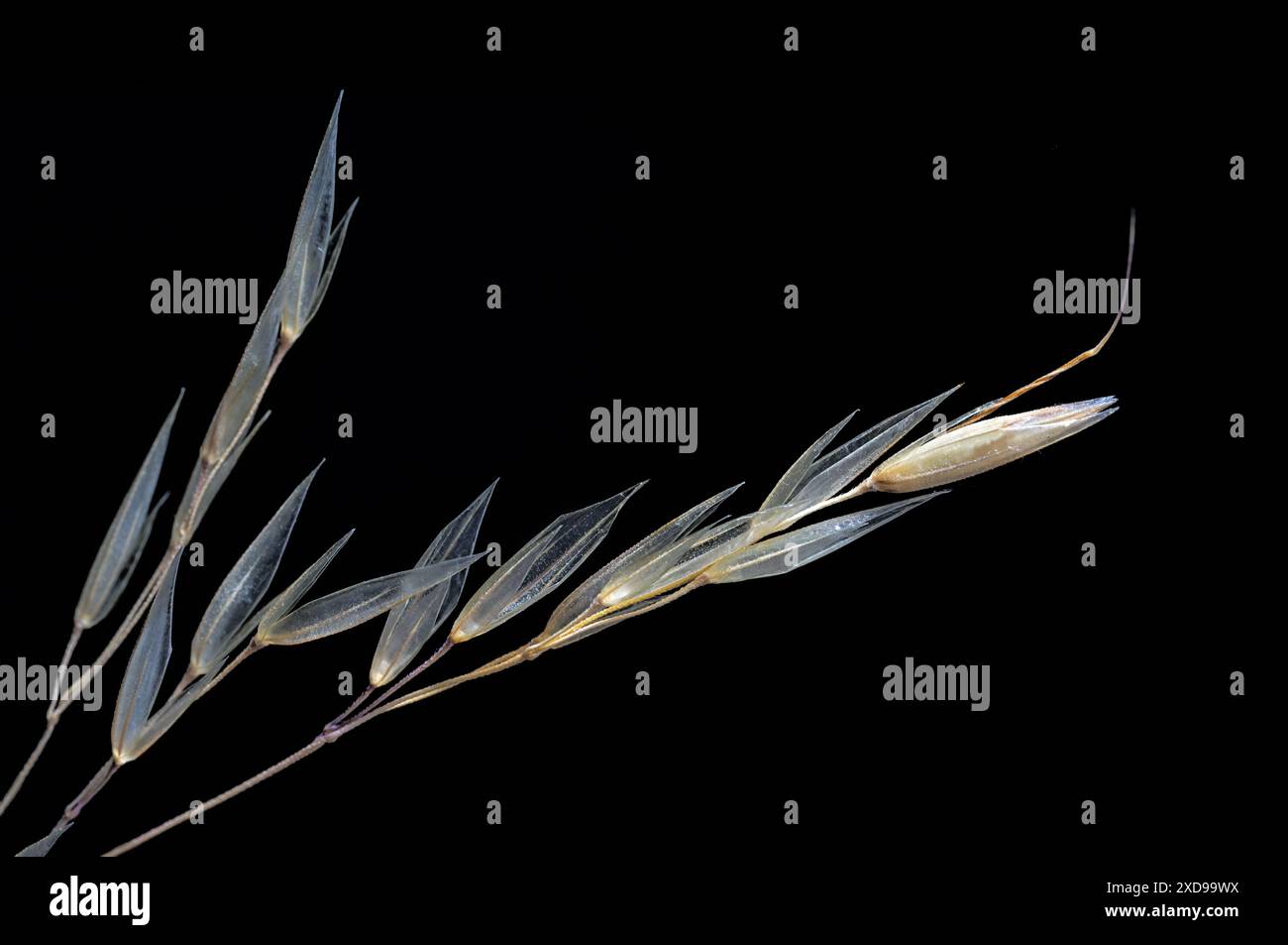 Empty glumes hi-res stock photography and images - Alamy
