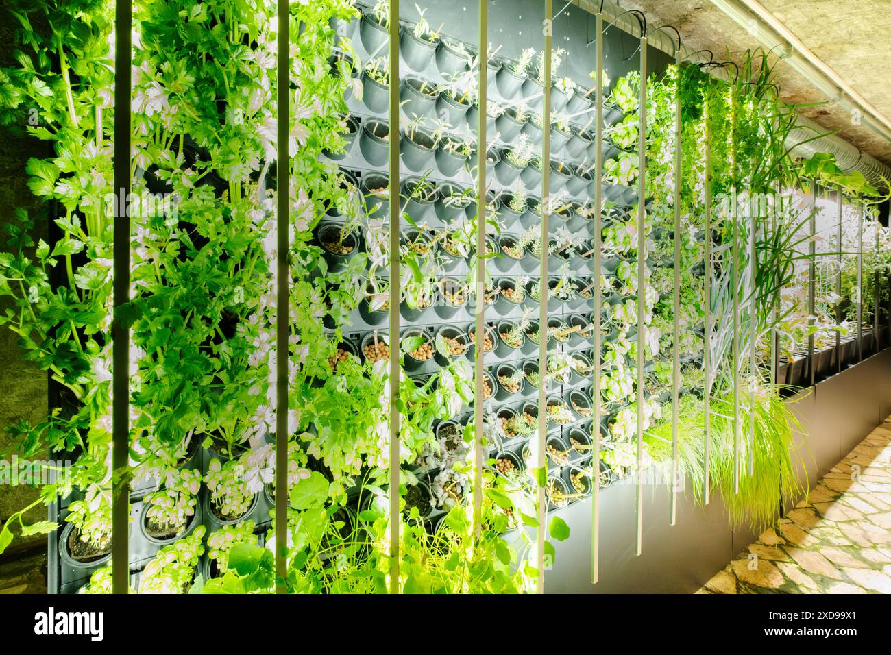 Vertical Farm, Hydroponics based production method farm. Wellness ...
