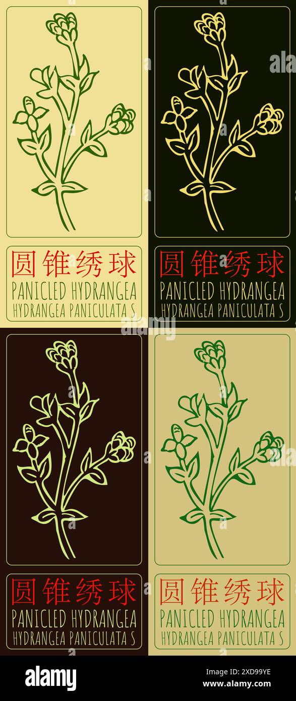 Set of vector drawing PANICLED HYDRANGEA in Chinese in various colors ...