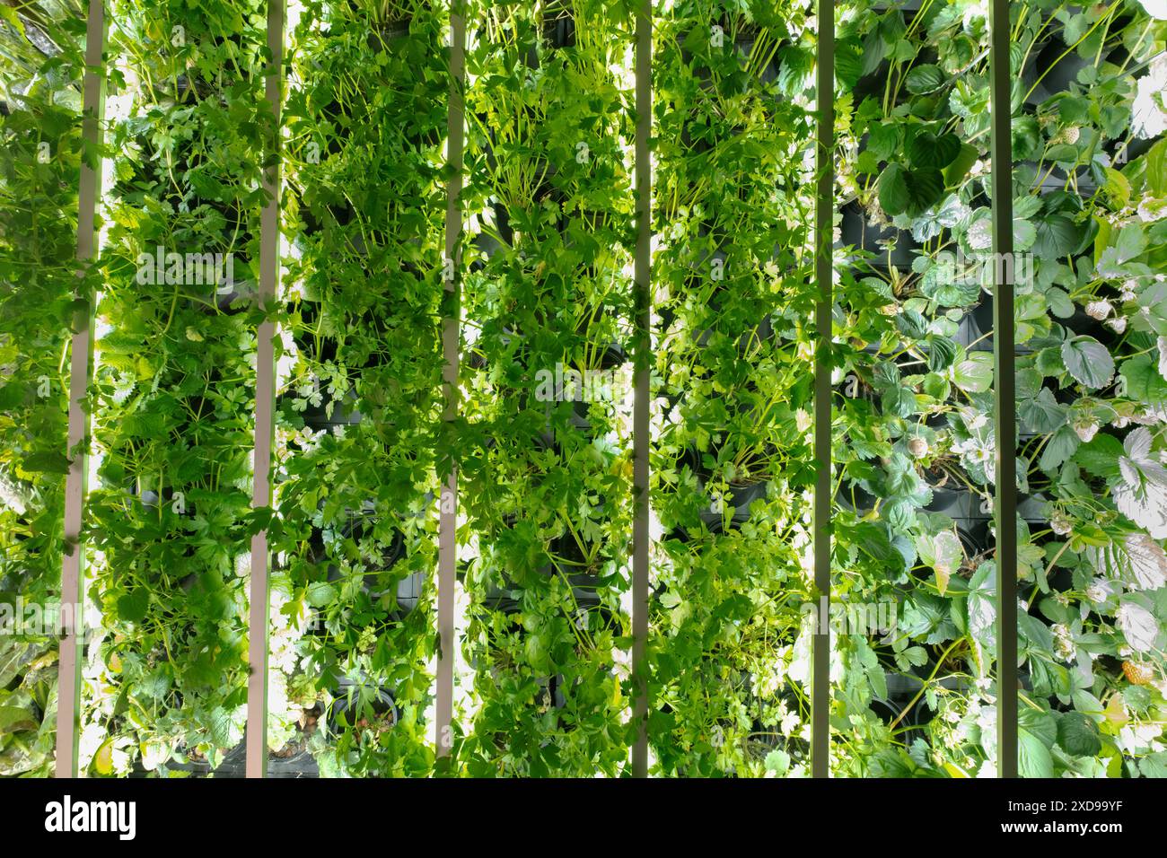 Vertical Farm, Hydroponics based production method farm. Wellness ...