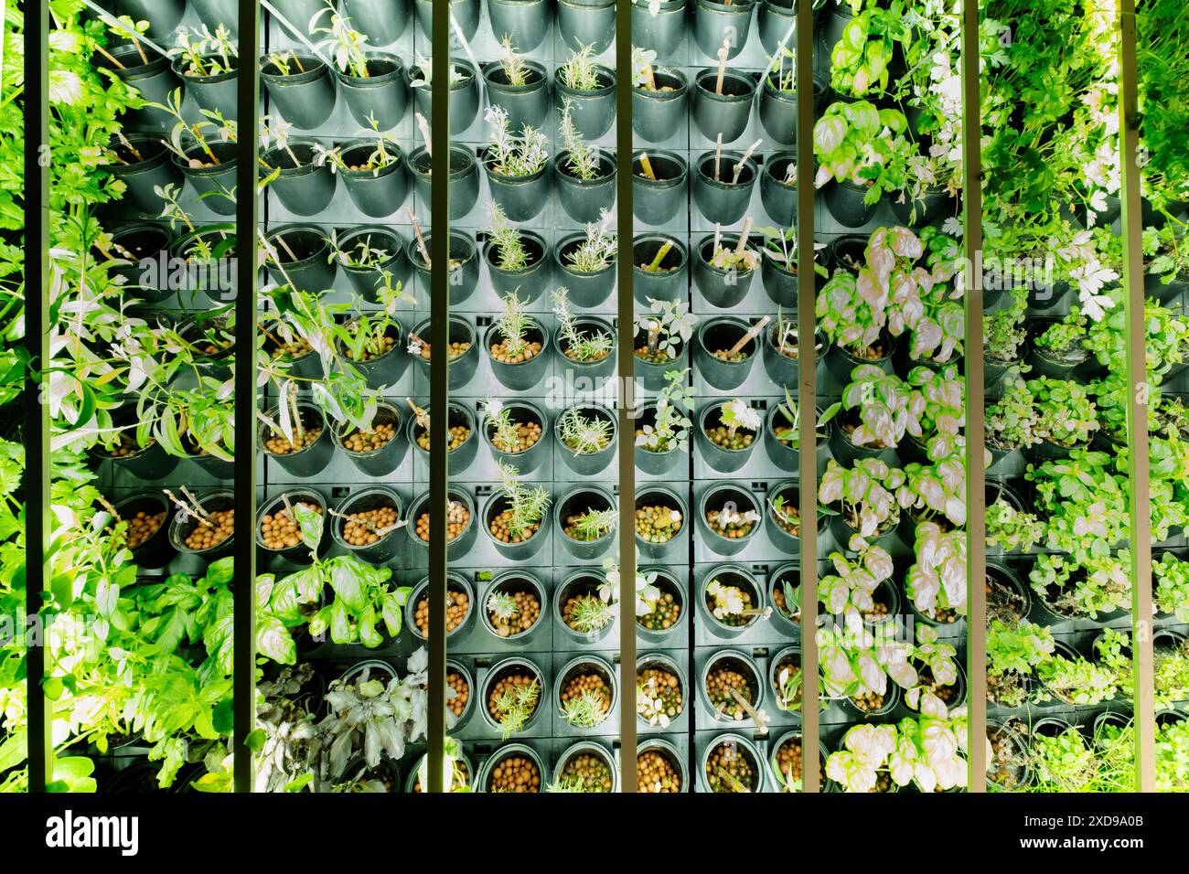 Vertical Farm, Hydroponics based production method farm. Wellness ...