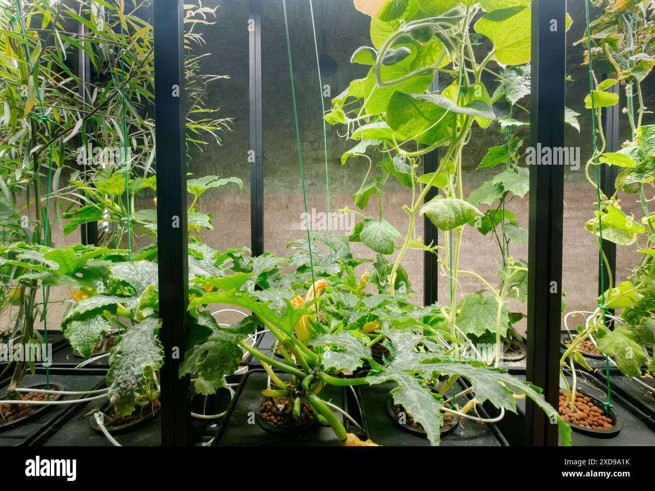 Vertical Farm, Hydroponics based production method farm. Wellness ...