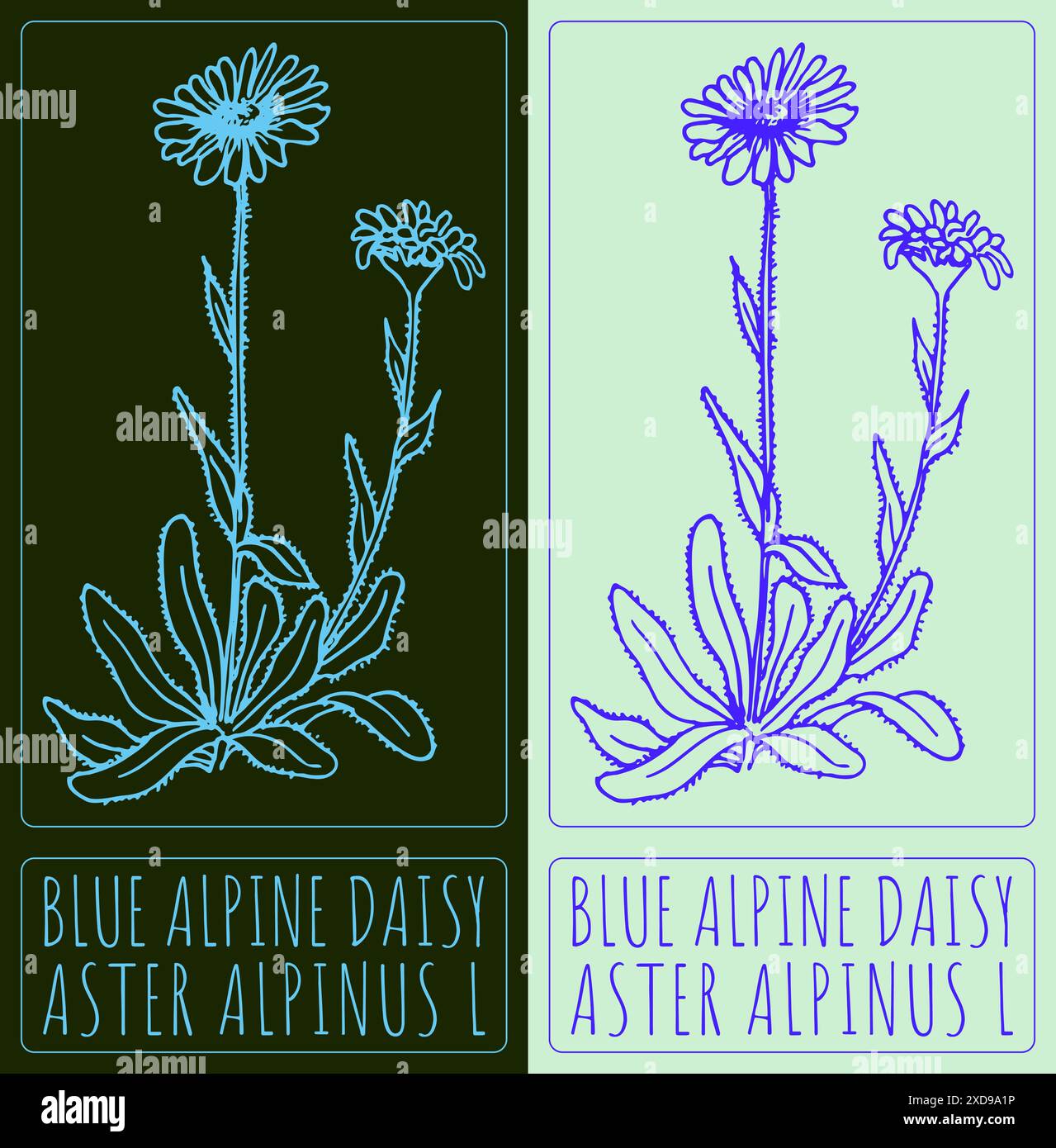 Vector drawing Blue alpine daisy. Hand drawn illustration. The Latin ...