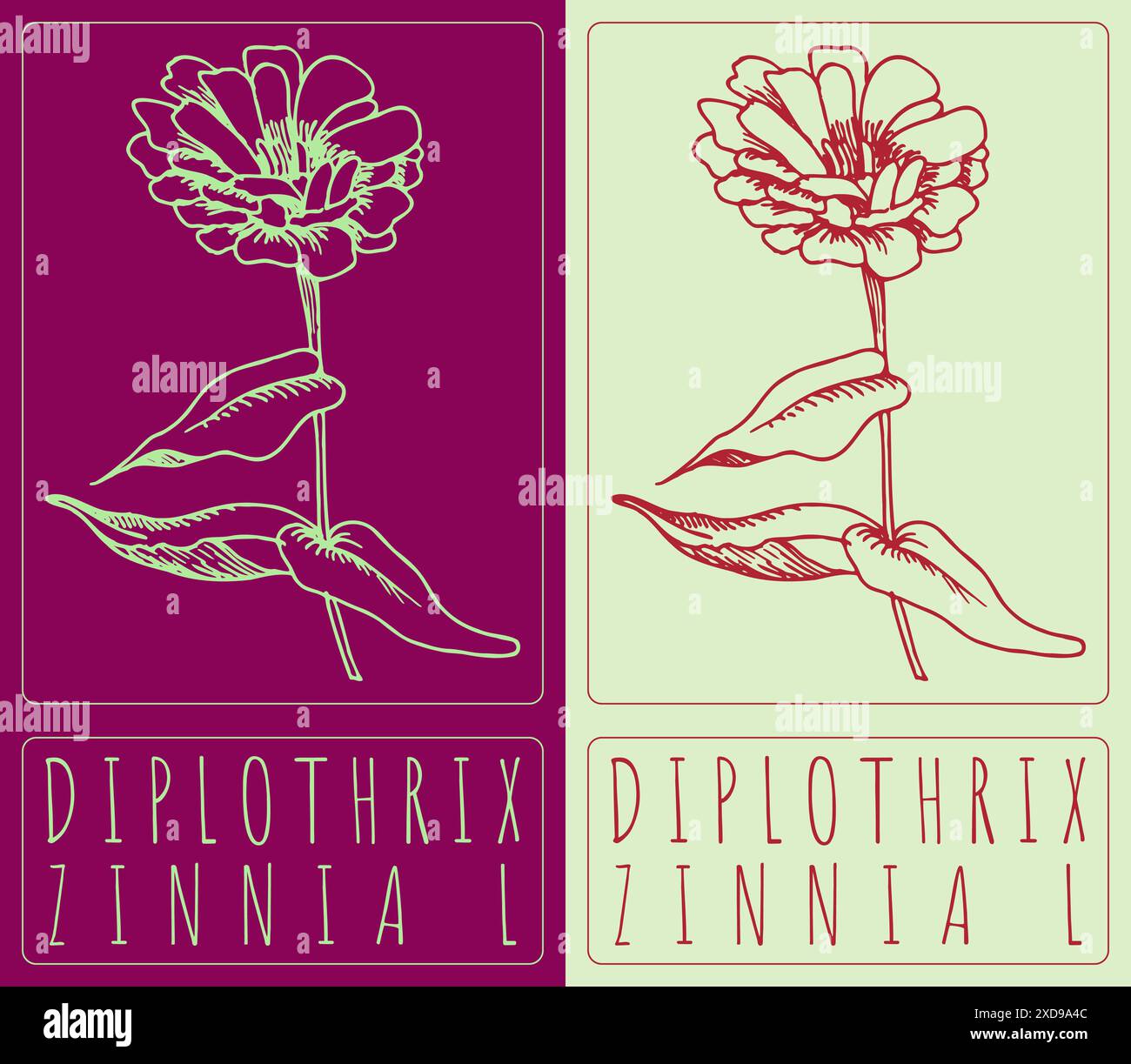 Vector drawing DIPLOTHRIX. Hand drawn illustration. The Latin name is ...