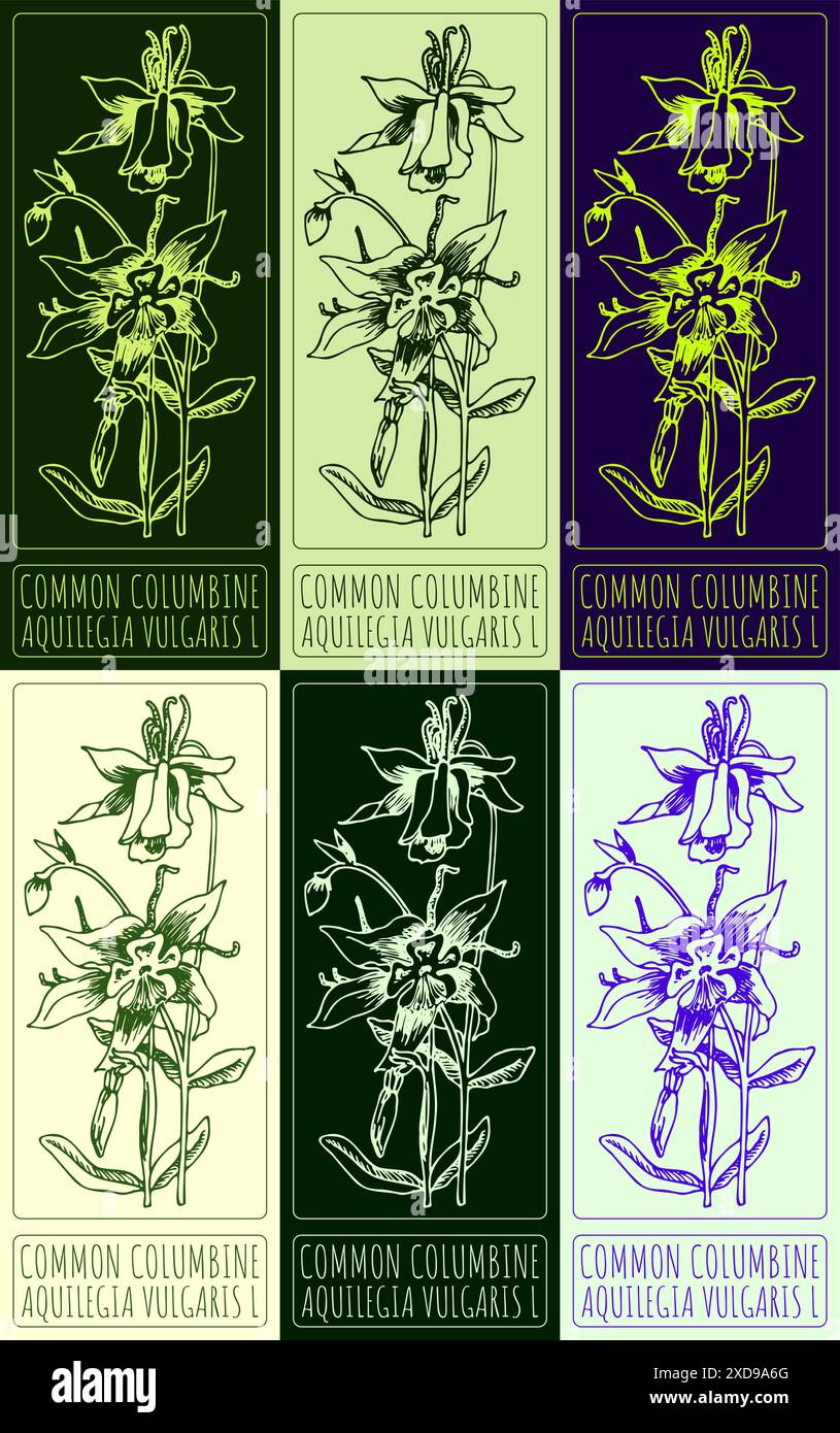 Set of vector drawing COMMON COLUMBINE in various colors. Hand drawn ...