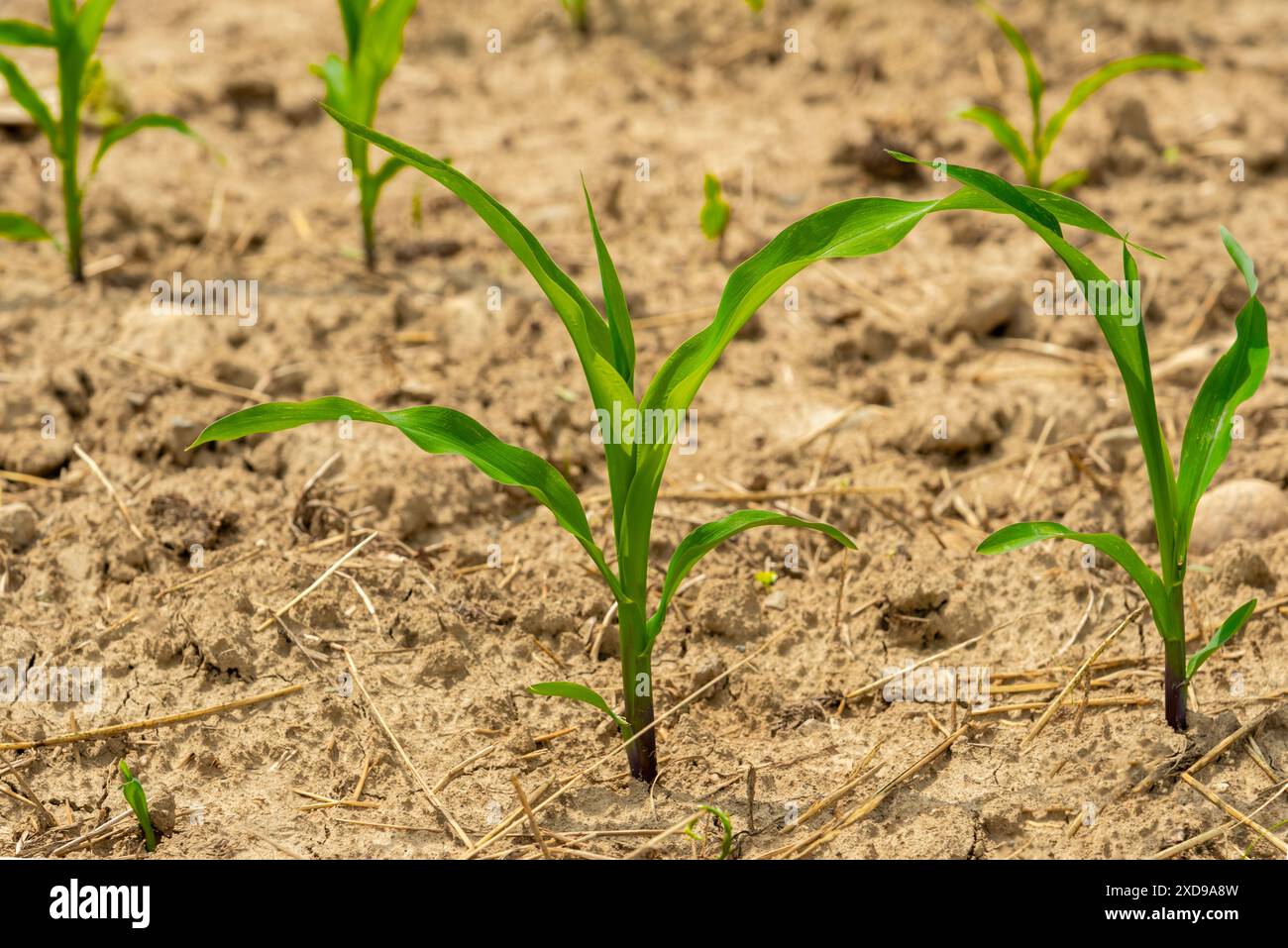 Young corn plant growing in the field soil Stock Photo - Alamy