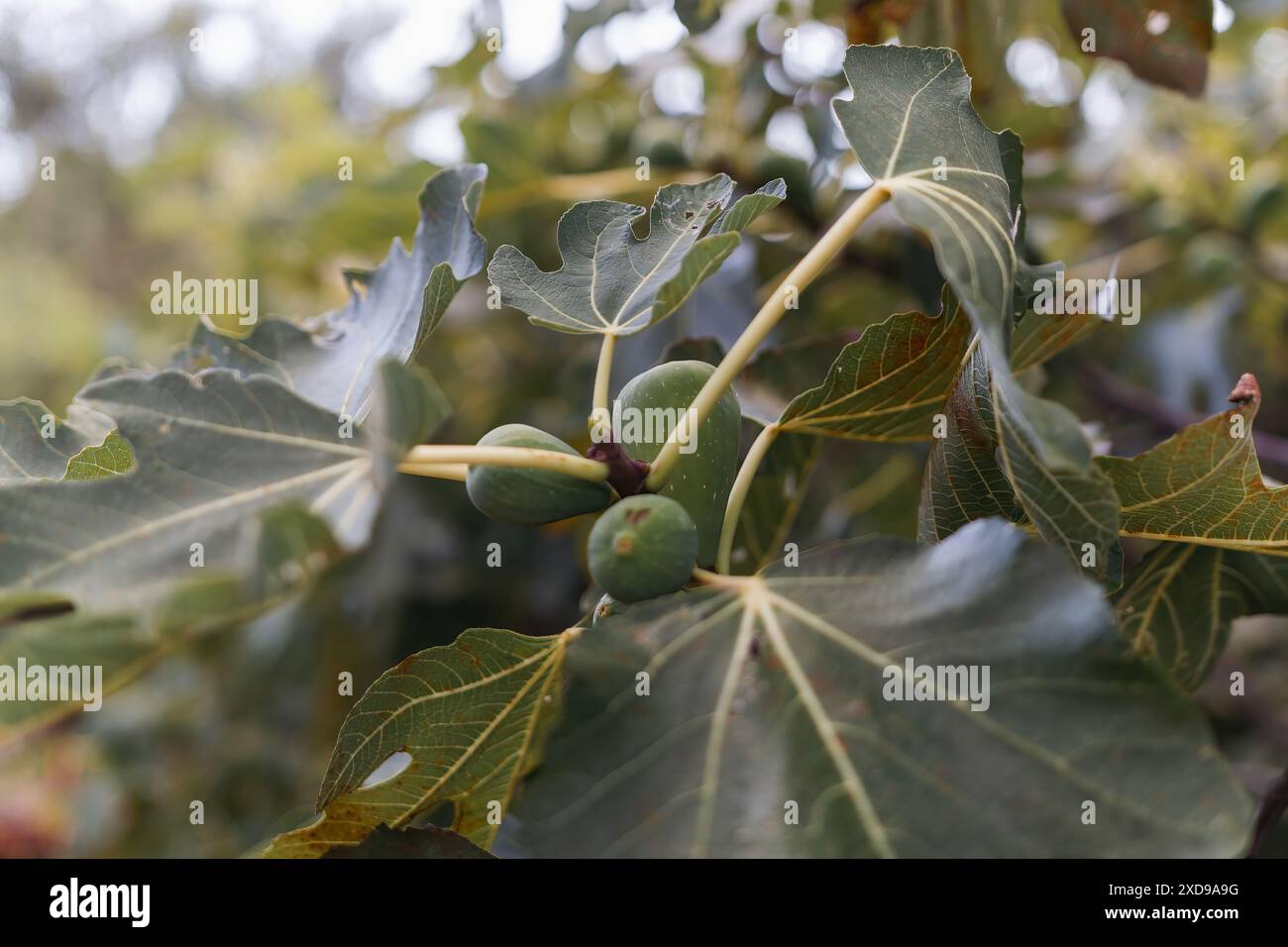 Figs with green leaves and small green fruits. The fruits are collected ...