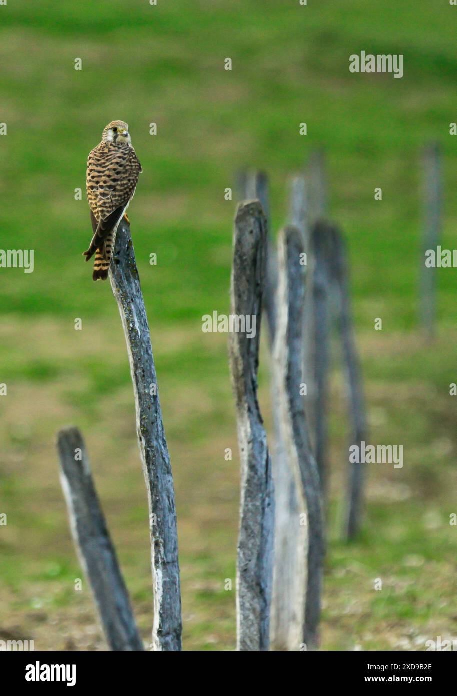 Common kestrel perched on a fence post in a pasture, jura mountain in ...