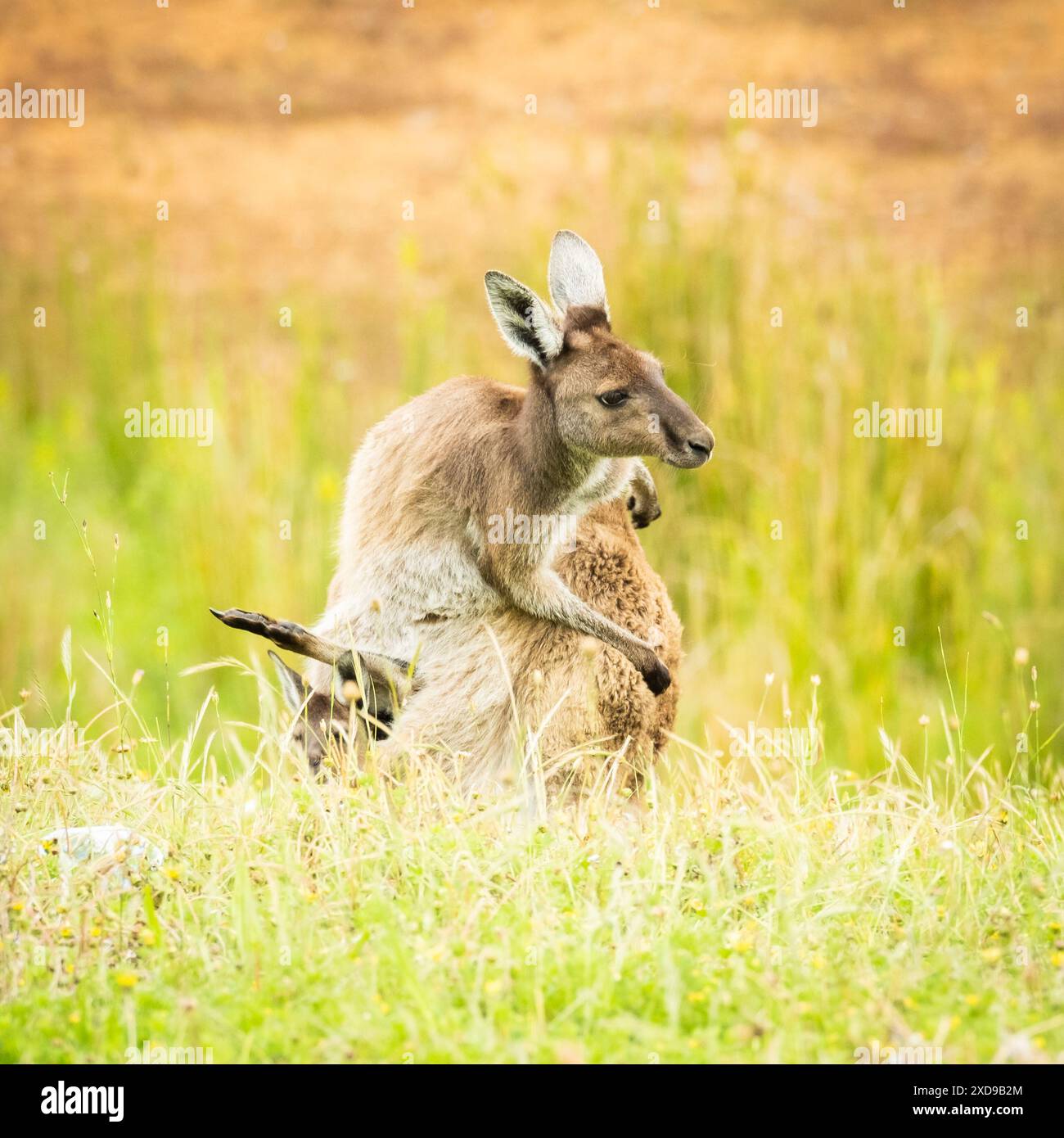 Female Western Grey Kangaroo scratching with joey in pouch Stock Photo ...