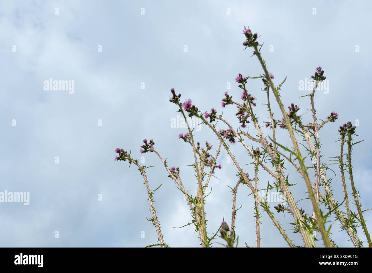 Plant blue thistle hi-res stock photography and images - Alamy