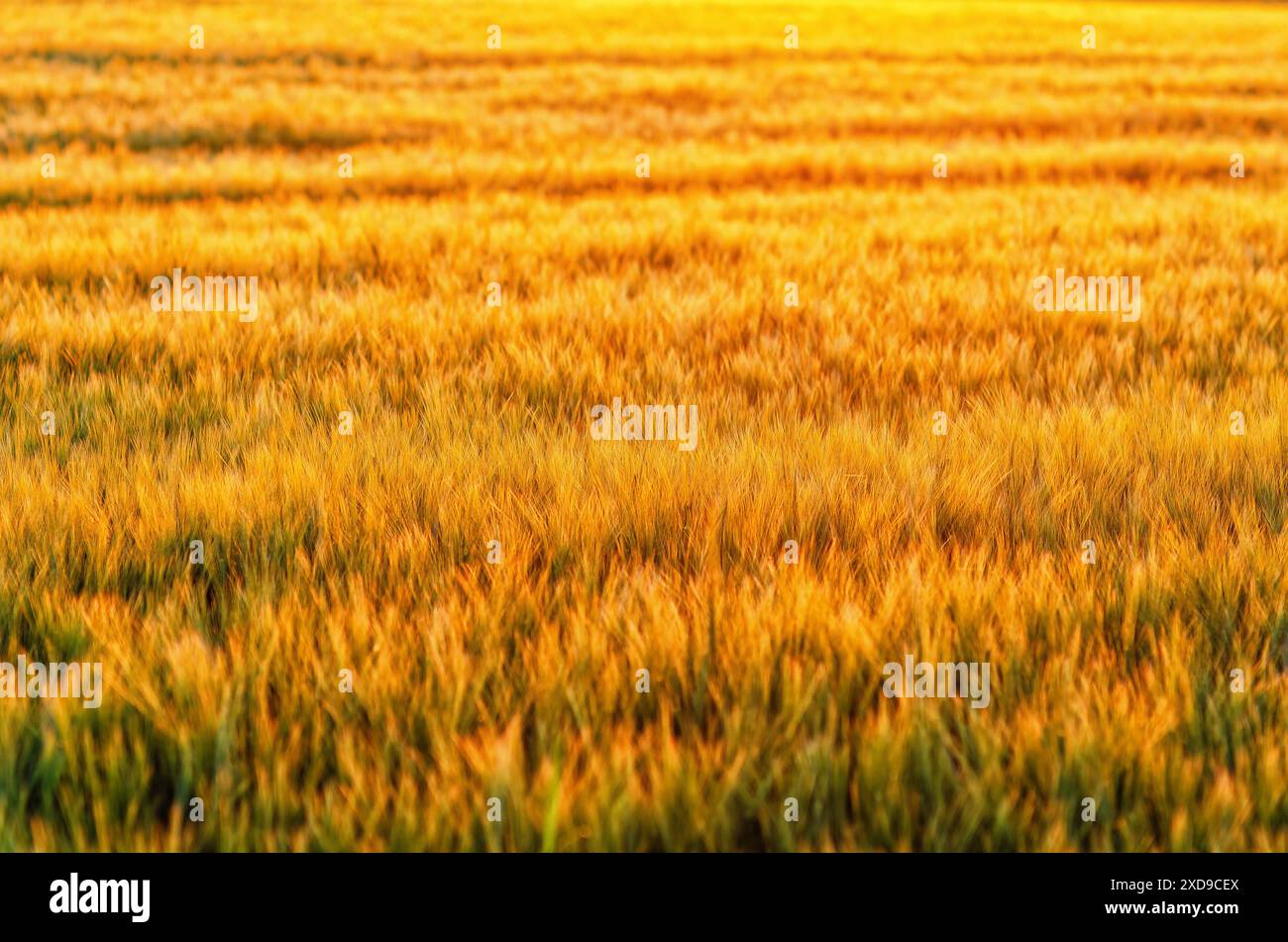 Golden spikes in rays sun. Yellow ear of wheat field. Concept of ...
