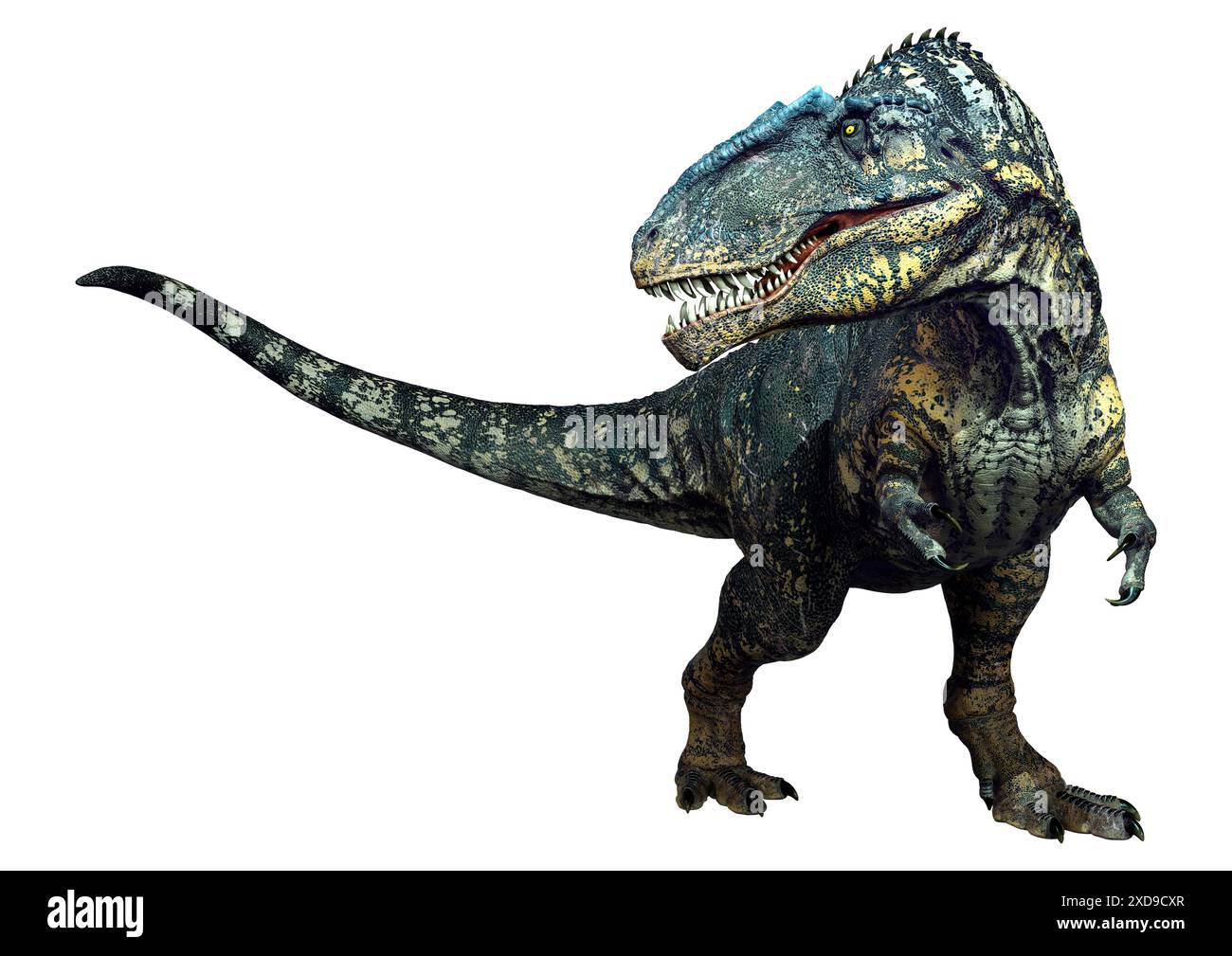 3D rendering of a dinosaur gigantosaurus isolated on white background Stock Photo - Alamy