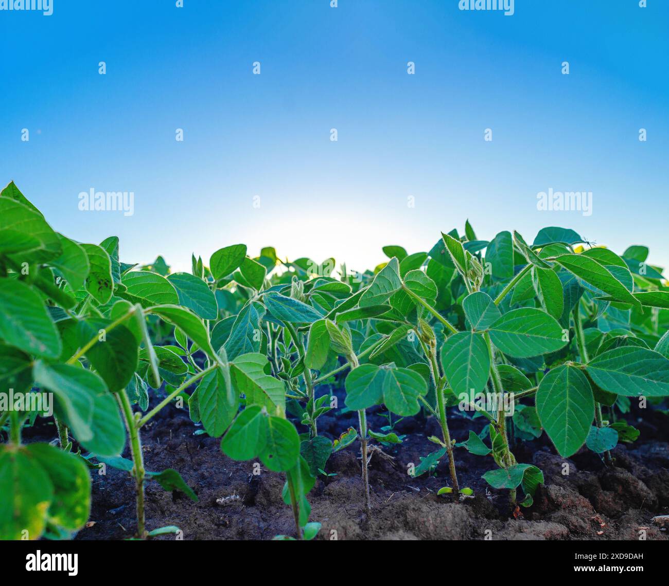 Green small soybean plants. Soy sprouts grow on organic field. Summer ...