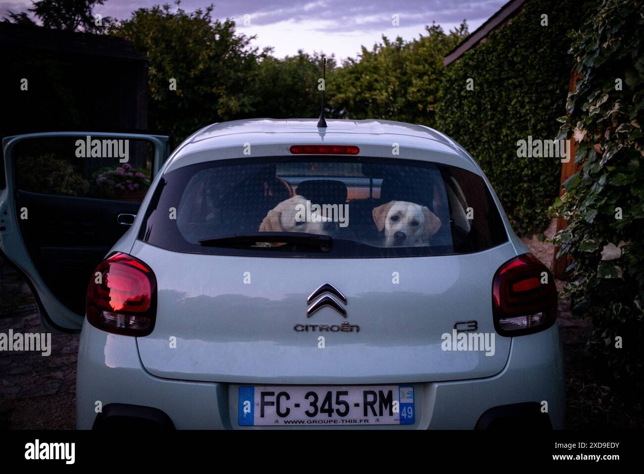 Chien et voiture hi-res stock photography and images - Alamy