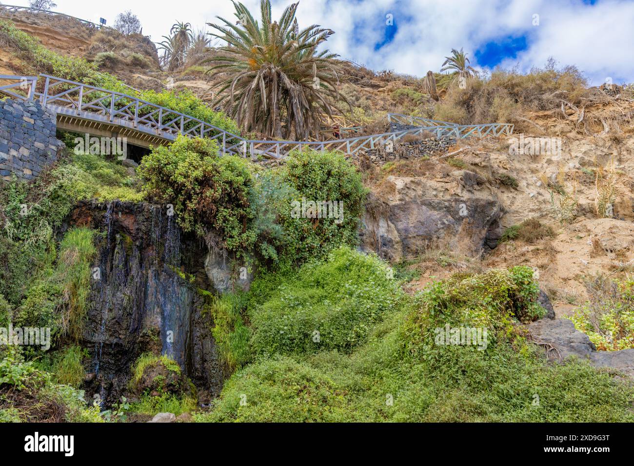 Dwarf Cavendish bananas from the Canary Islands banana leaves banana ...