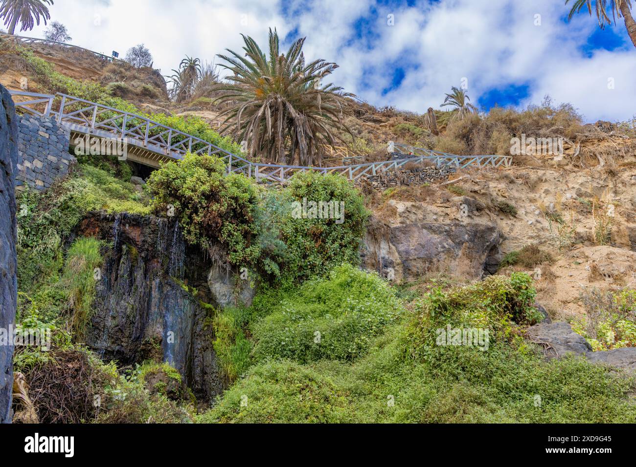 Dwarf Cavendish bananas from the Canary Islands banana leaves banana ...