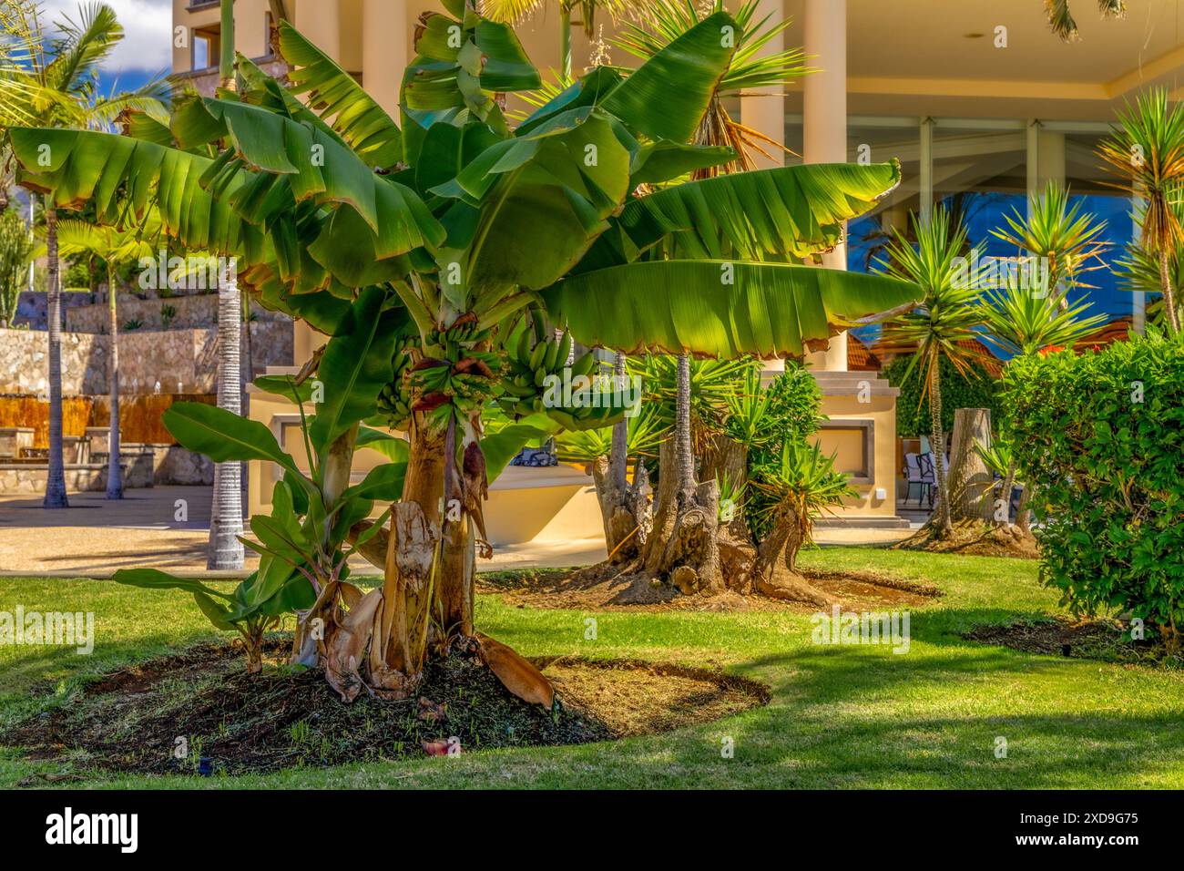 Dwarf Cavendish bananas from the Canary Islands banana leaves banana ...