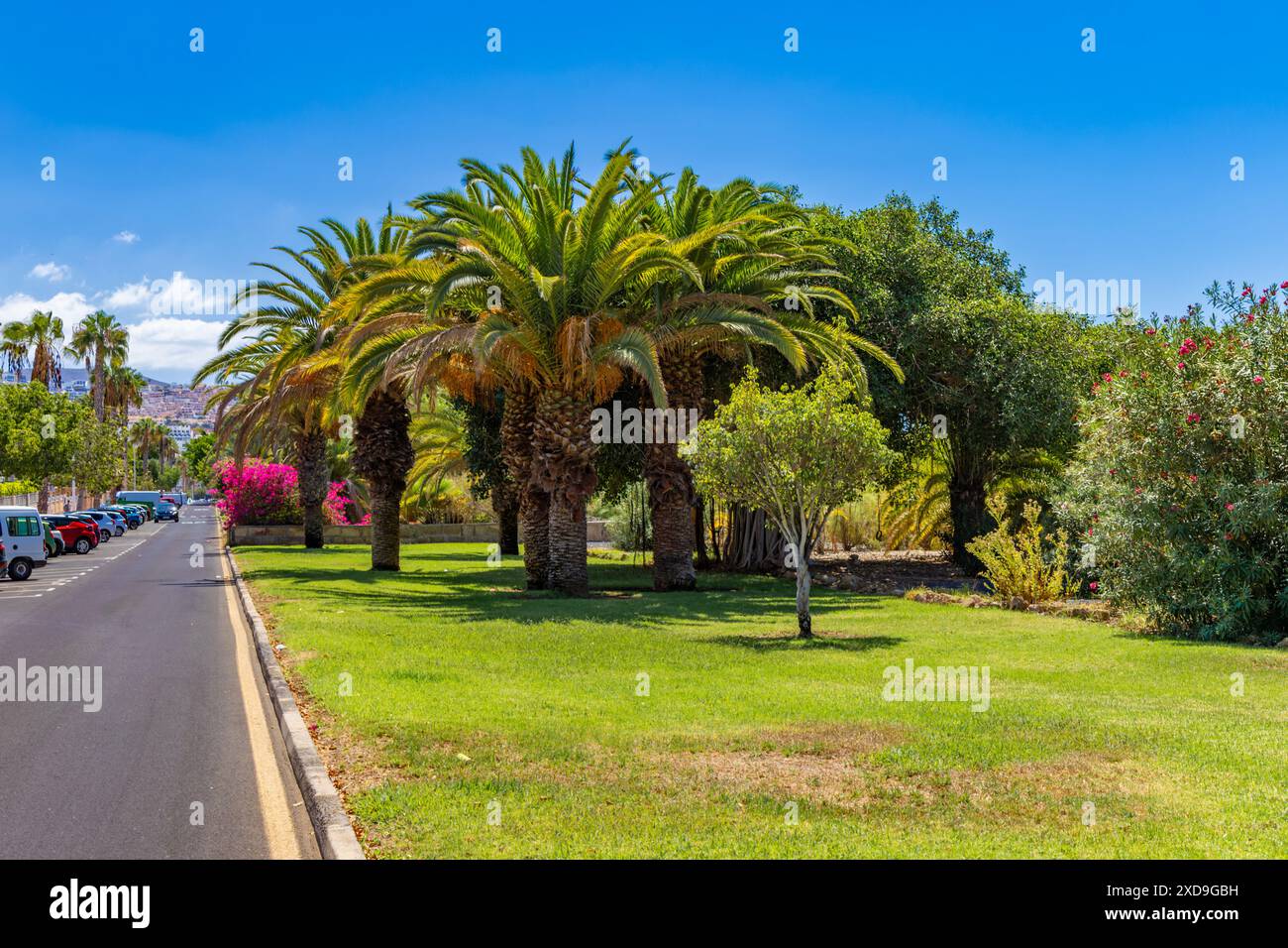 Dwarf Cavendish bananas from the Canary Islands banana leaves banana ...