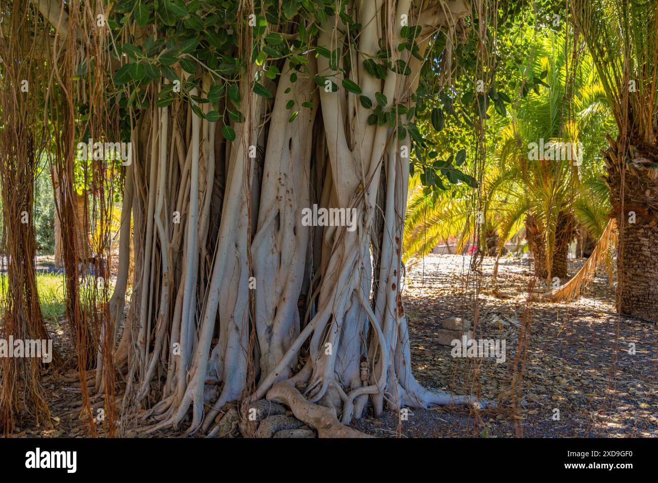 Dwarf Cavendish bananas from the Canary Islands banana leaves banana ...