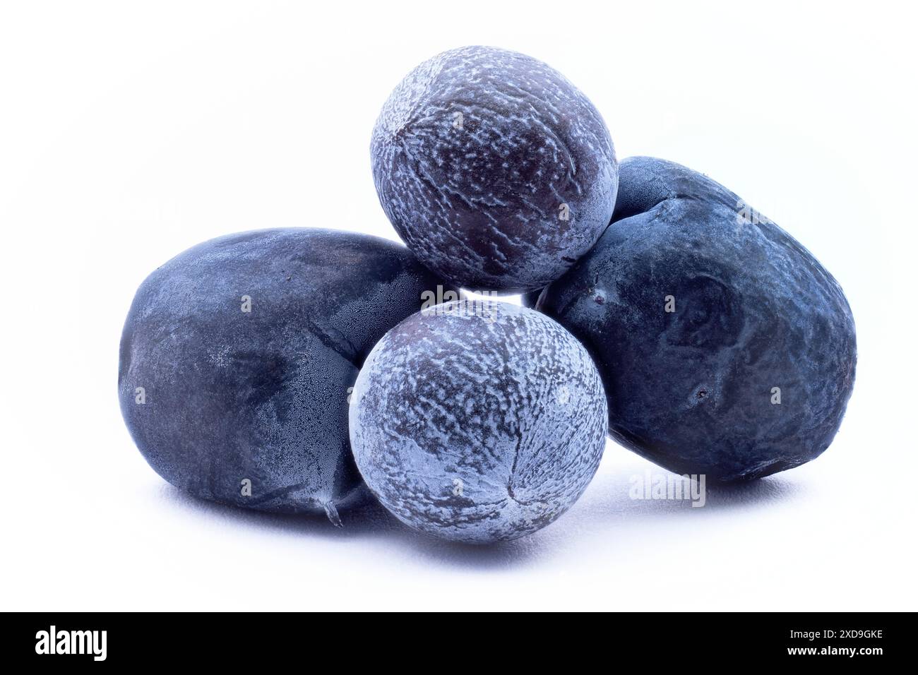 Podocarpus podocarpaceae Cut Out Stock Images & Pictures - Alamy