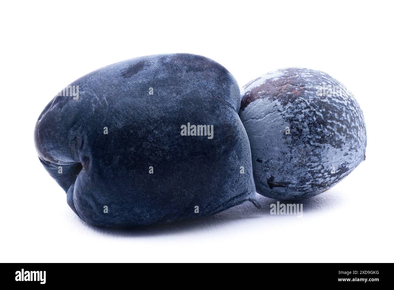 Yew plum pine (Podocarpus macrophyllus), Podocarpaceae. Medium-sized ...