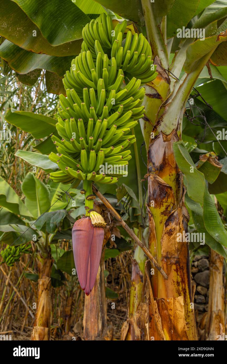 Dwarf Cavendish bananas from the Canary Islands banana leaves banana ...