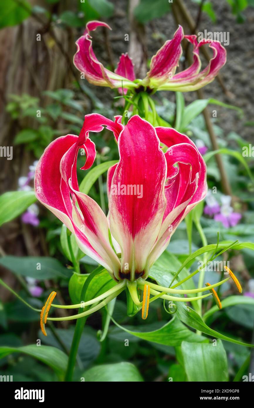 Flame lily (Gloriosa superba), Colchicaceae. Climbing rhizomatous ...