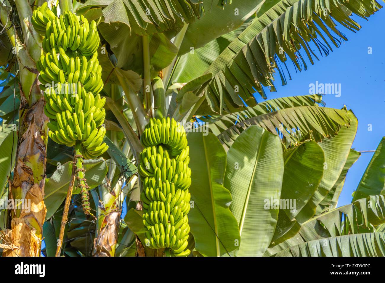 Dwarf Cavendish bananas from the Canary Islands banana leaves banana ...