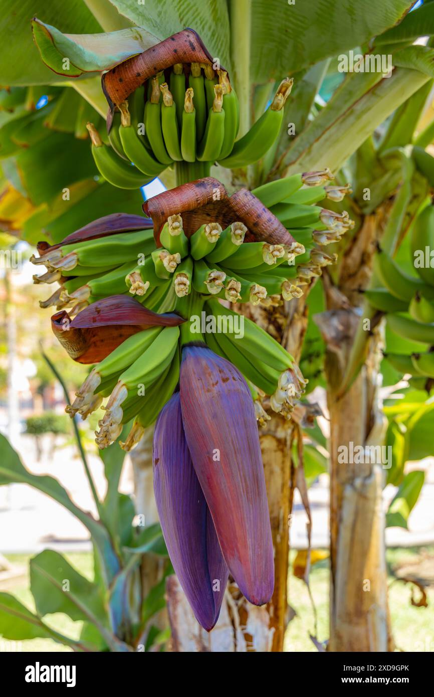Dwarf Cavendish bananas from the Canary Islands banana leaves banana ...
