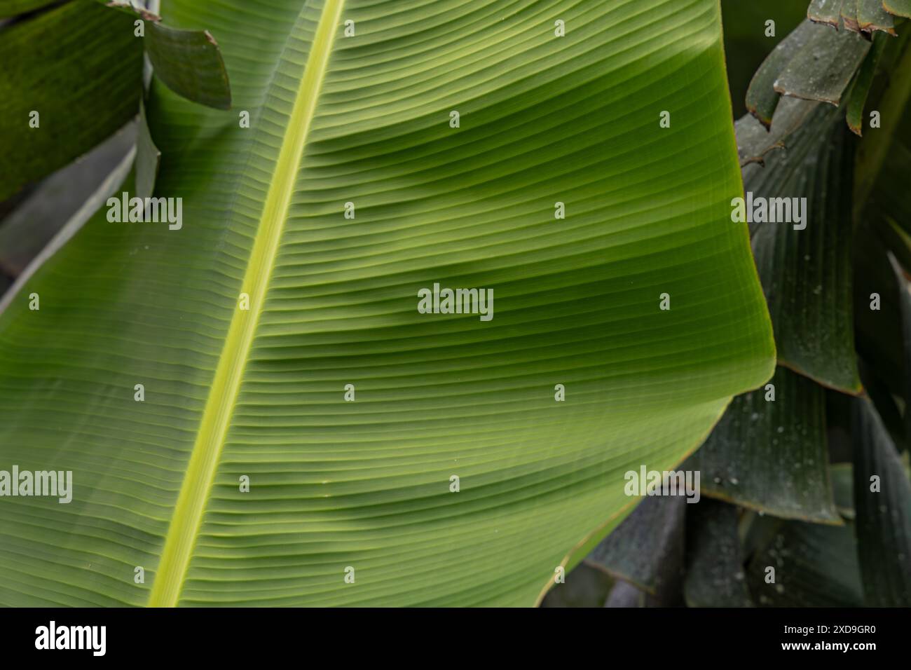 Dwarf Cavendish bananas from the Canary Islands banana leaves banana ...