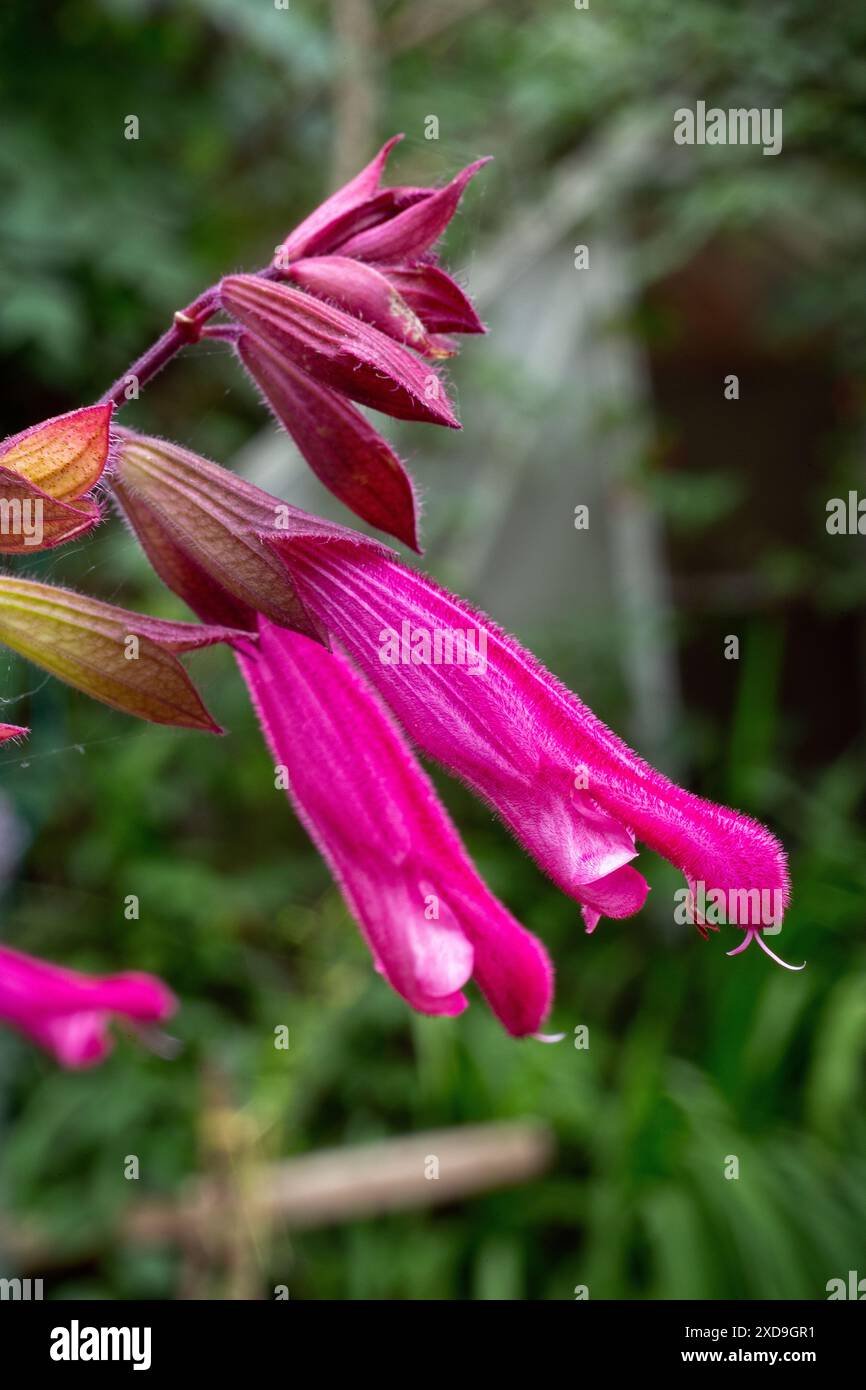 Salvia cv. wendy's wish, Lamiaceae. Small semi-woody shrub. ornamental ...