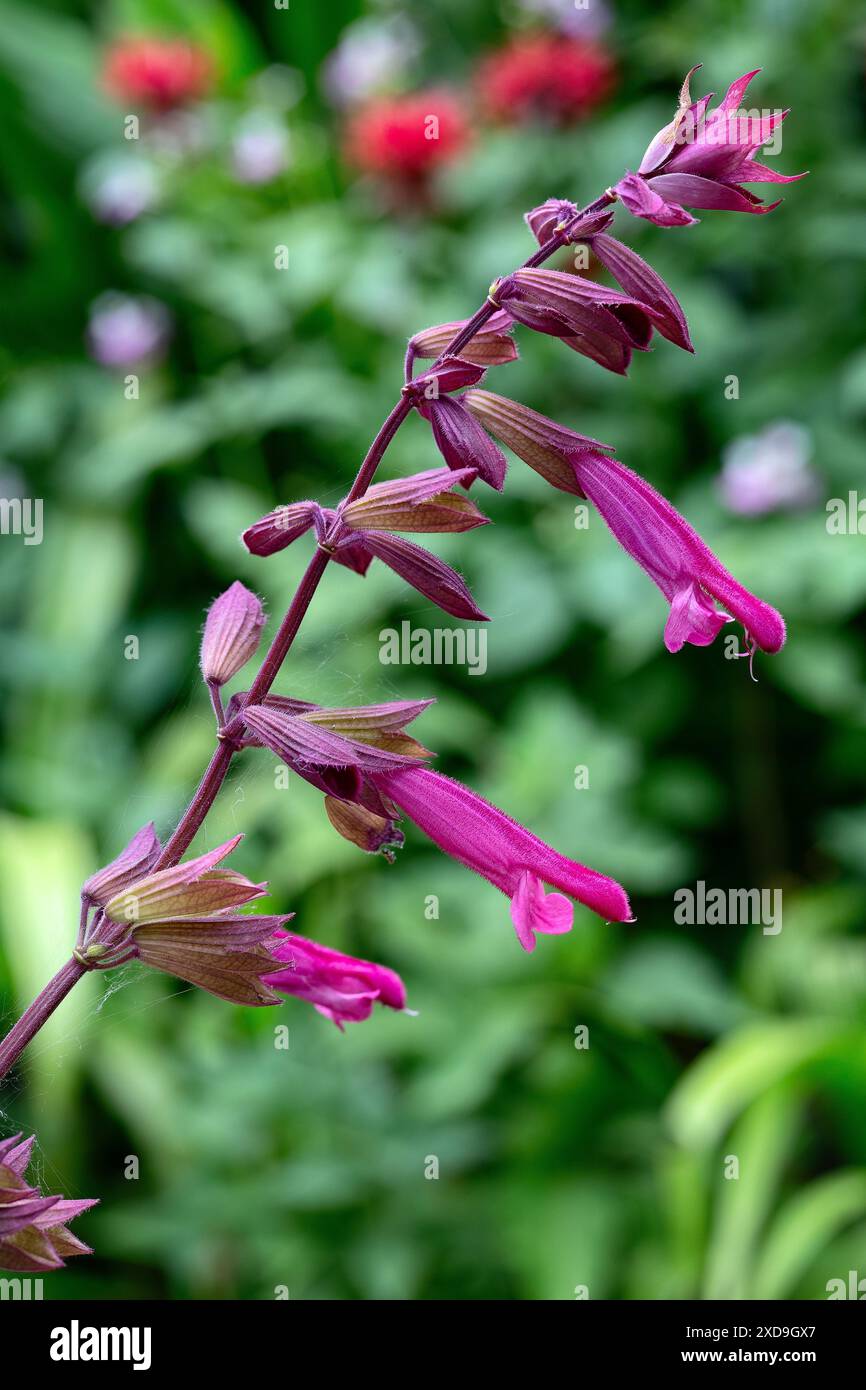 Salvia cv. wendy's wish, Lamiaceae. Small semi-woody shrub. ornamental ...