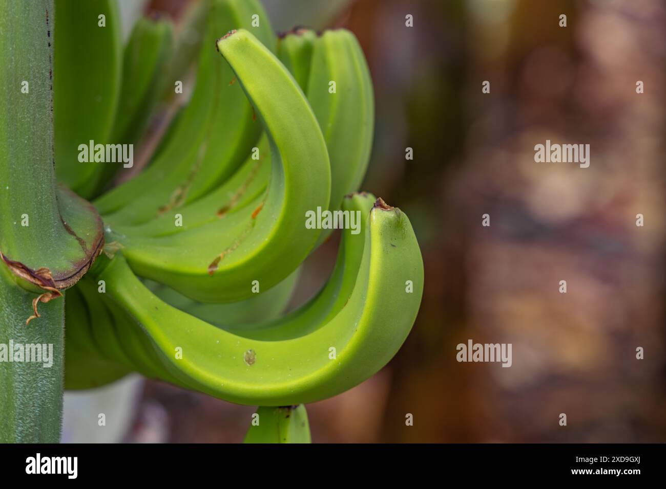 Dwarf Cavendish bananas from the Canary Islands banana leaves banana ...