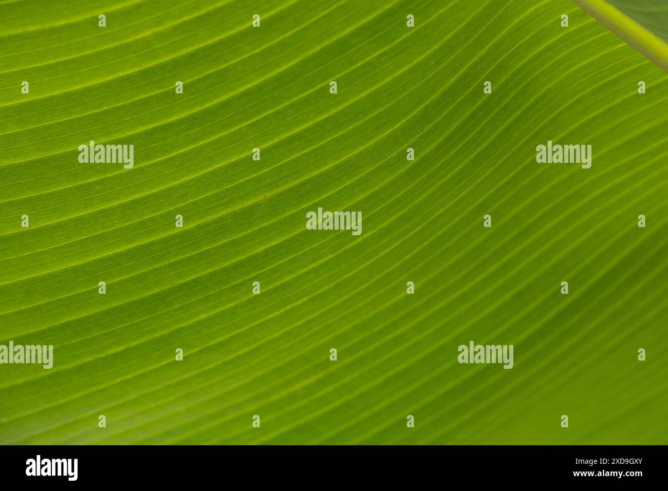 Dwarf Cavendish bananas from the Canary Islands banana leaves banana ...