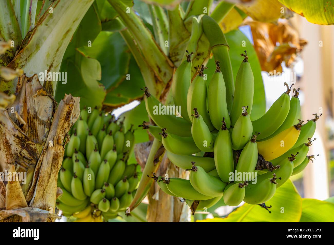 Dwarf Cavendish bananas from the Canary Islands banana leaves banana ...