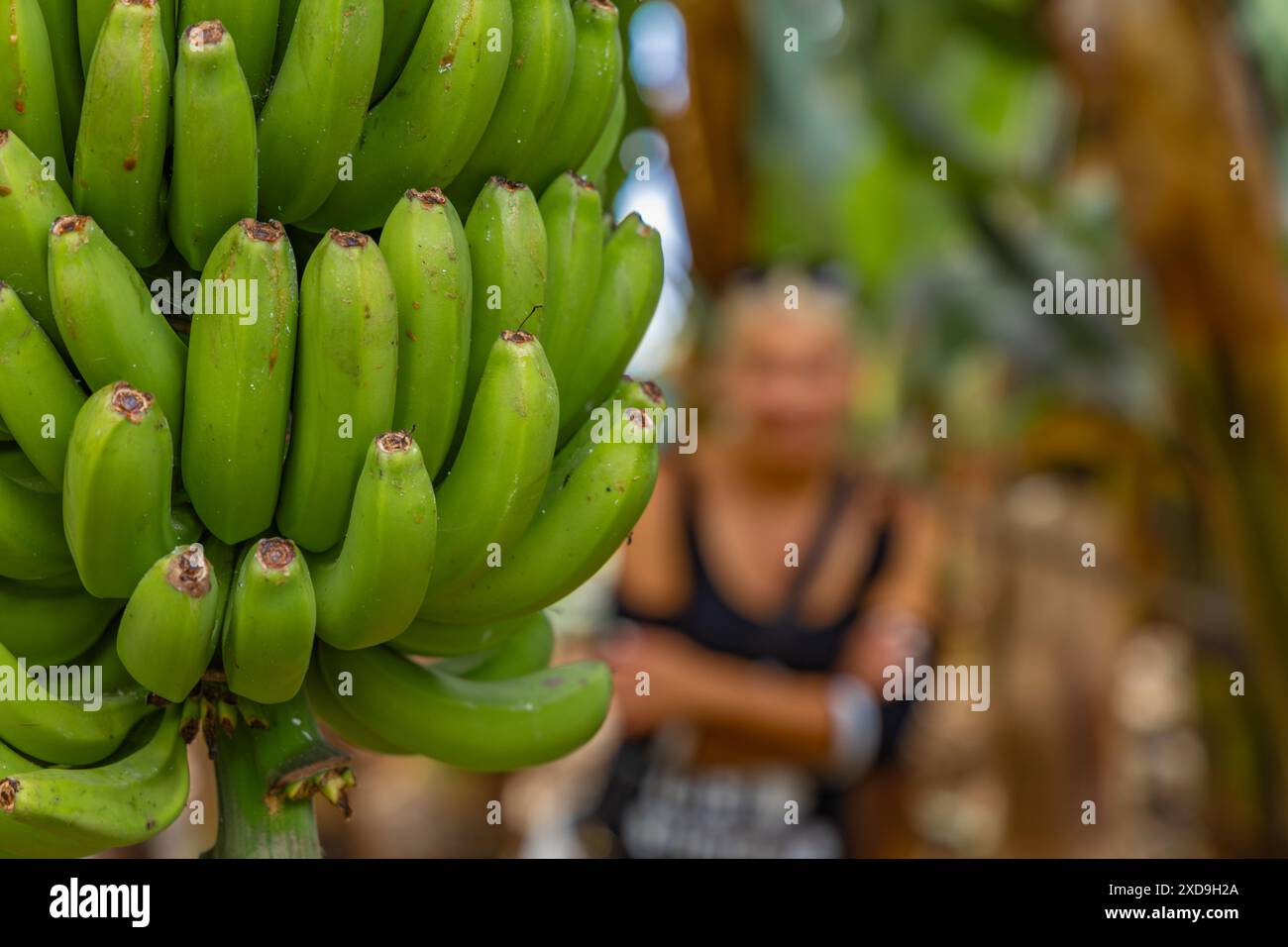 Dwarf Cavendish bananas from the Canary Islands banana leaves banana ...
