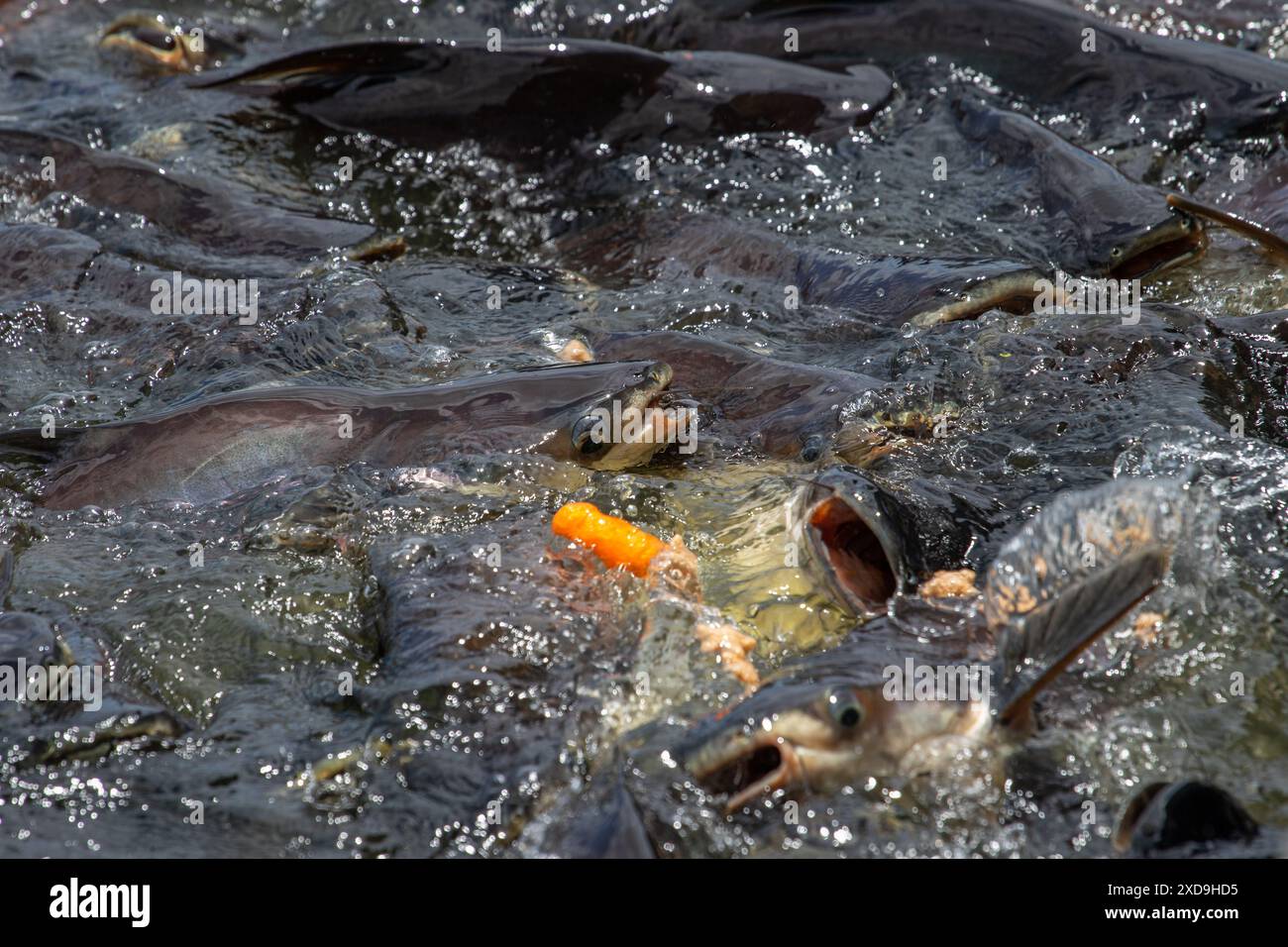 cat fish, Wat Nang sao,Samut Sakhon, Thailand Stock Photo - Alamy