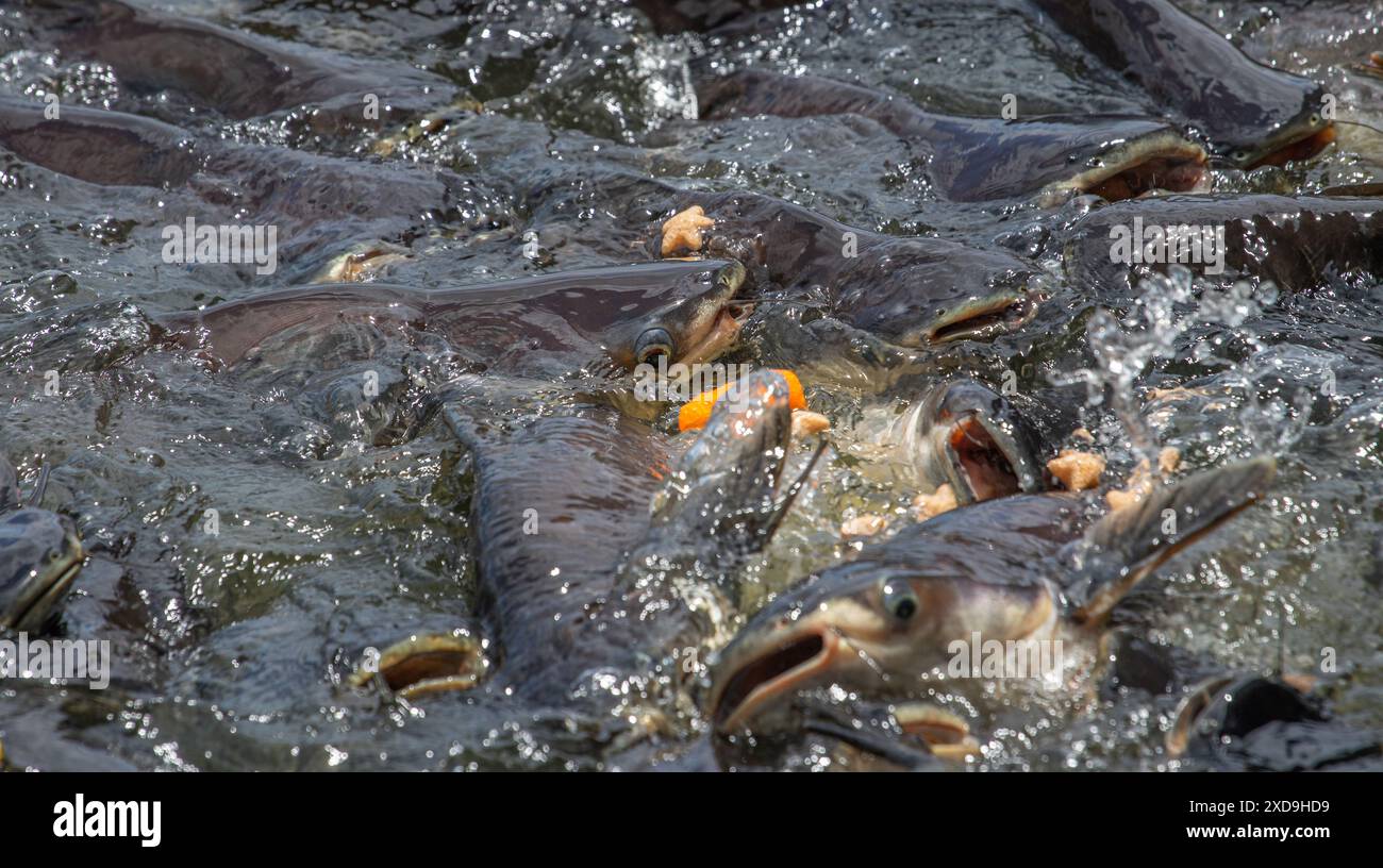 cat fish, Wat Nang sao,Samut Sakhon, Thailand Stock Photo - Alamy