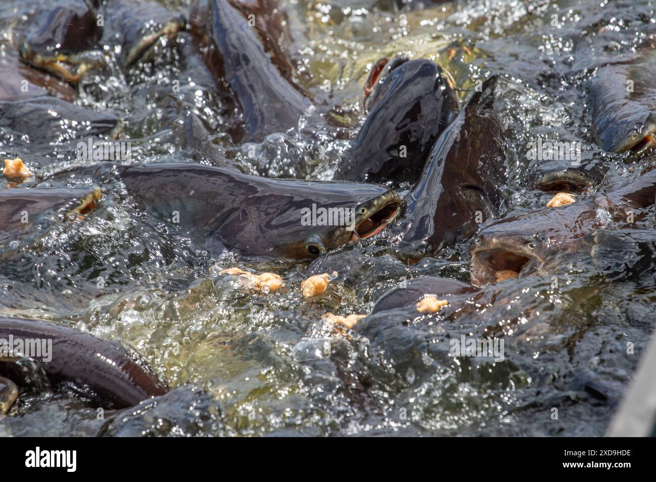 cat fish, Wat Nang sao,Samut Sakhon, Thailand Stock Photo - Alamy