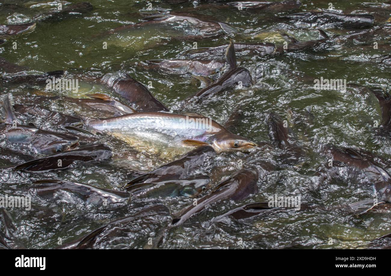 cat fish, Wat Nang sao,Samut Sakhon, Thailand Stock Photo - Alamy