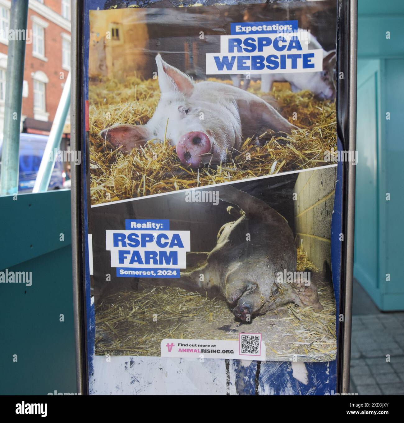 London, UK. 21st June 2024. A poster in Central London from animal rights activist group Animal ...