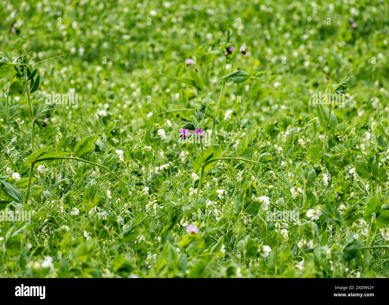 landscape with pea field, agricultural concept, plants for fodder ...