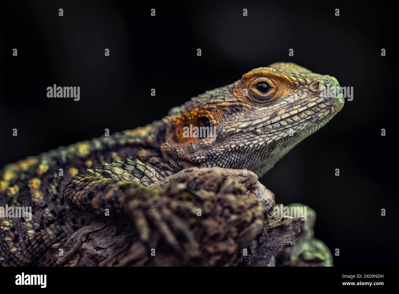 Close-up of an agamid lizard Laudakia stellio or Stellagama stellio ...