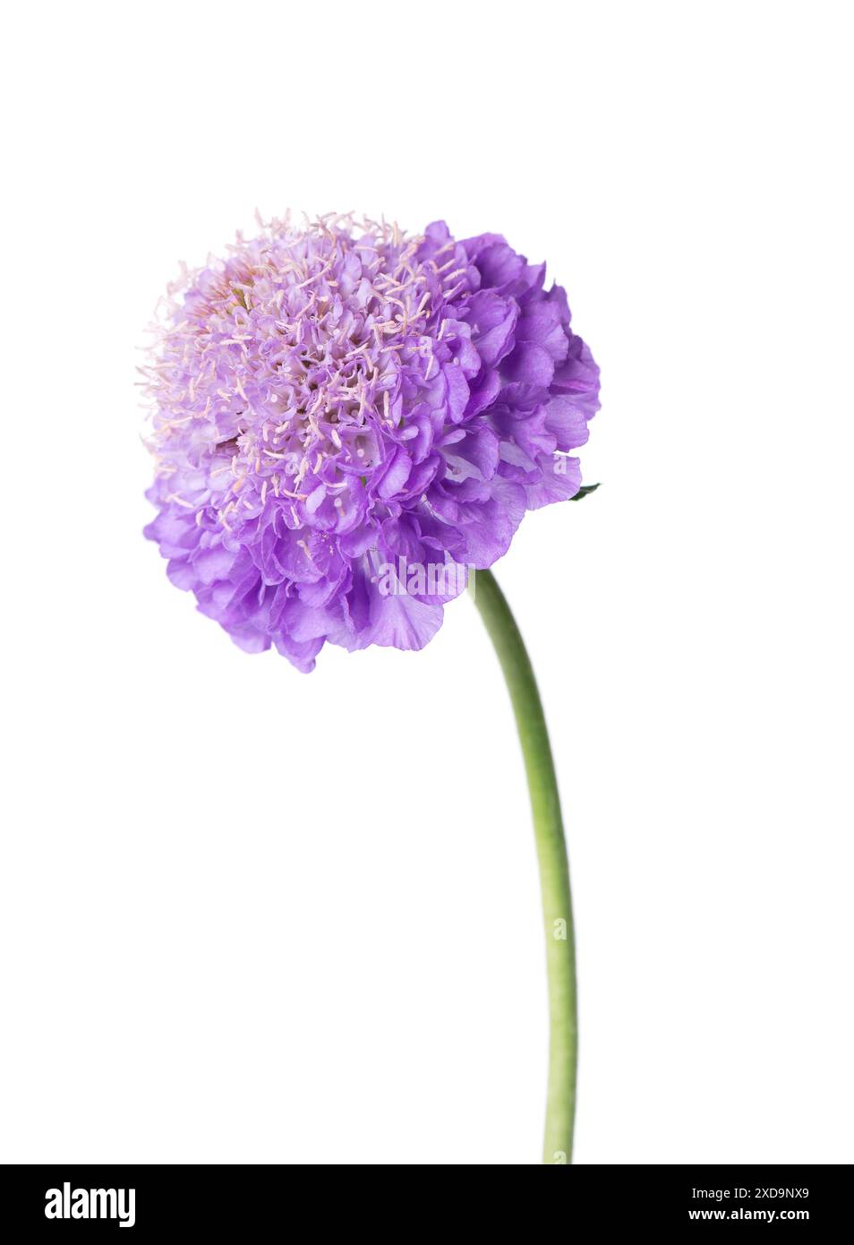 Scabious flower isolated on white background. Knautia arvensis. Purple ...
