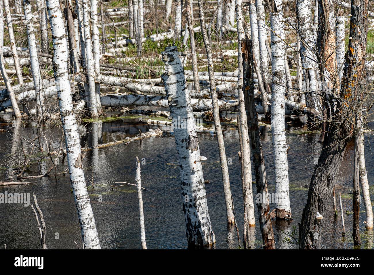 landscape with white birch trunks, flooded forest, wet birch grove ...