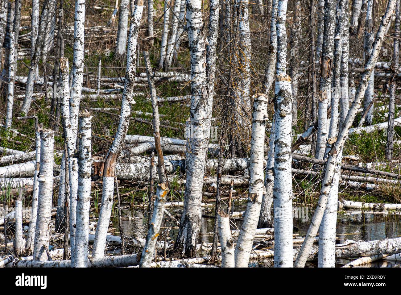 landscape with white birch trunks, flooded forest, wet birch grove ...