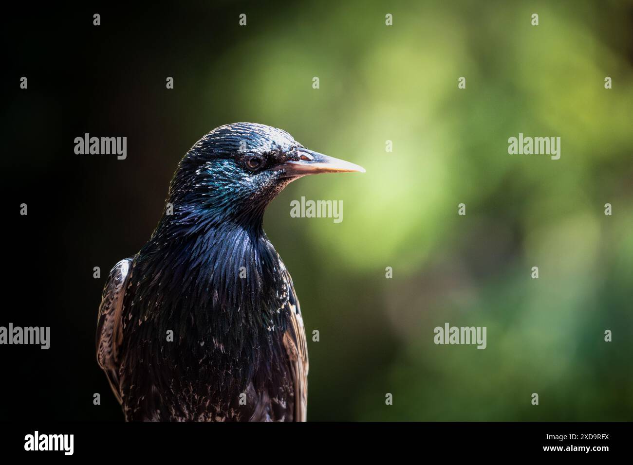 A Close Up Of A European Starling In A Green Setting Stock Photo - Alamy