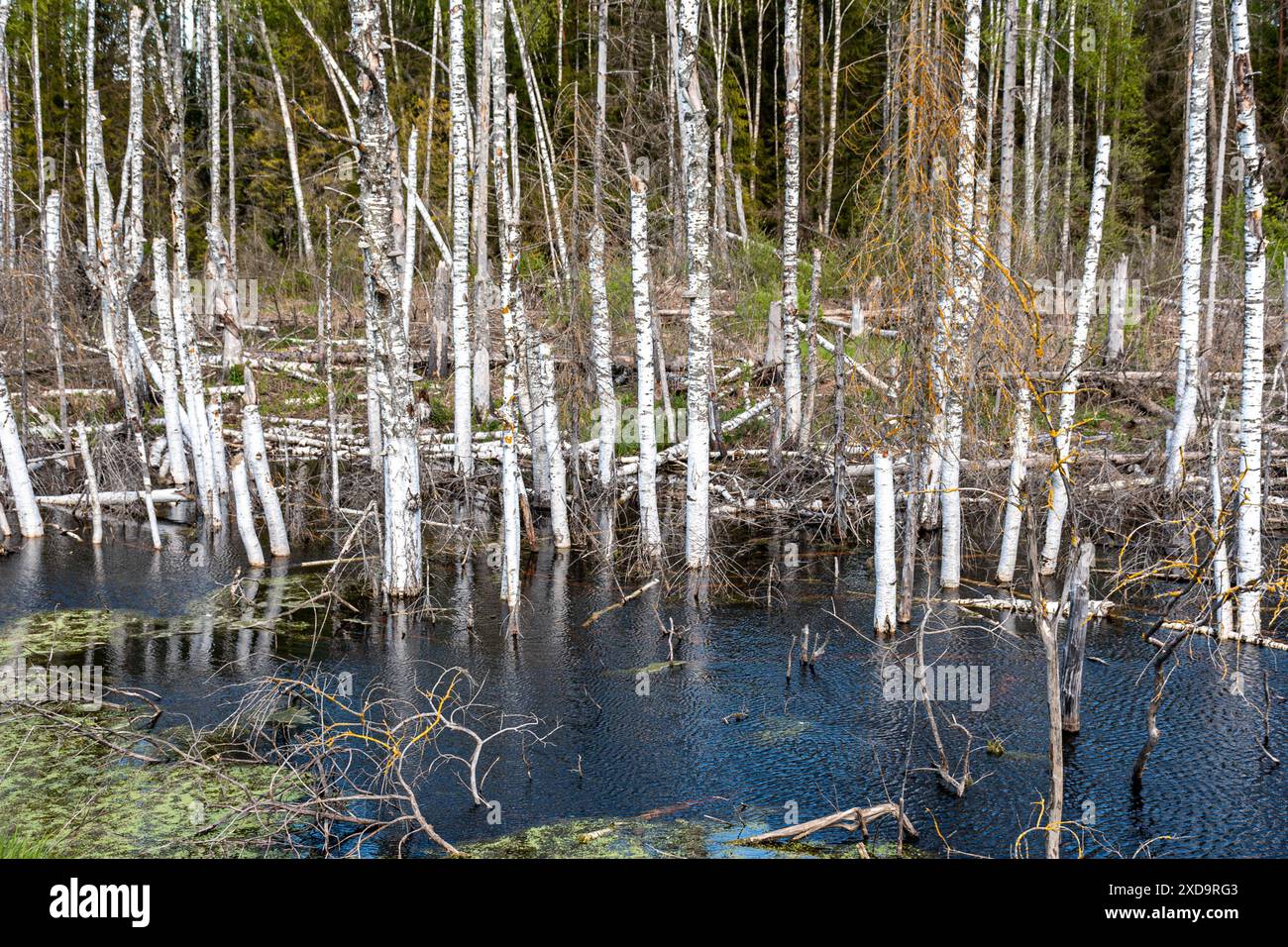 landscape with white birch trunks, flooded forest, wet birch grove ...